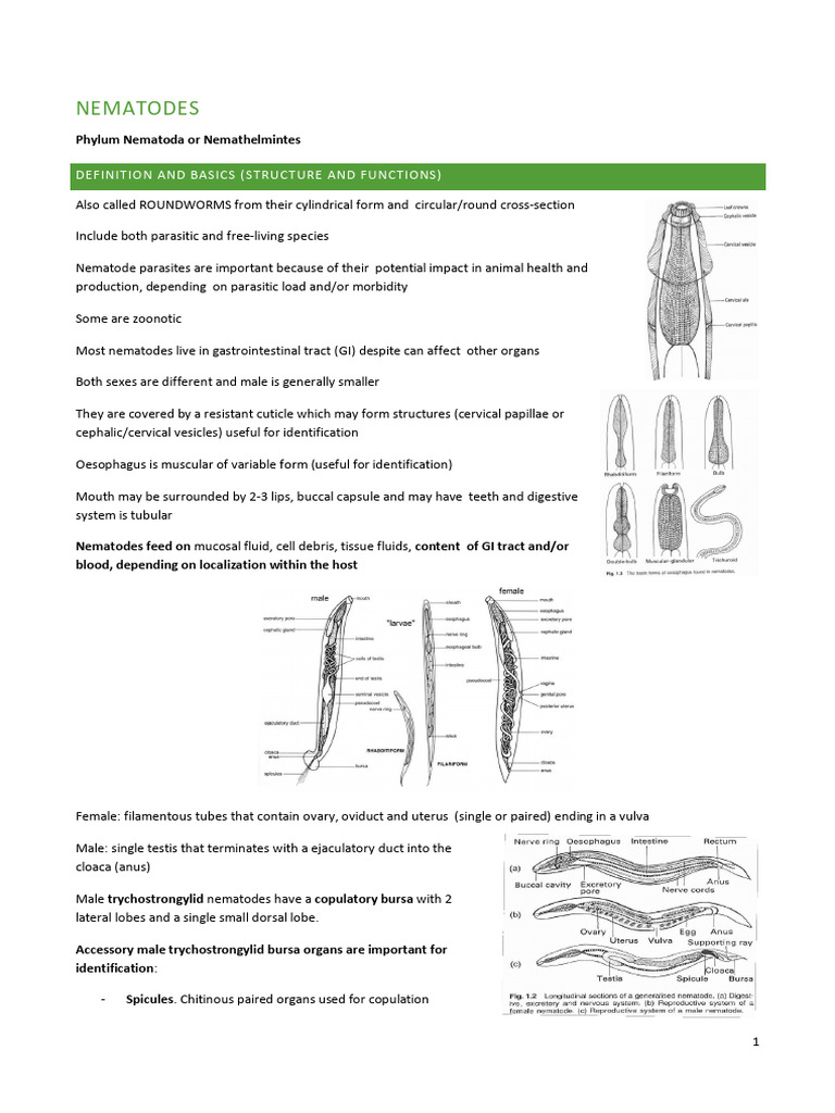 NEMATODES | PDF | Nematode