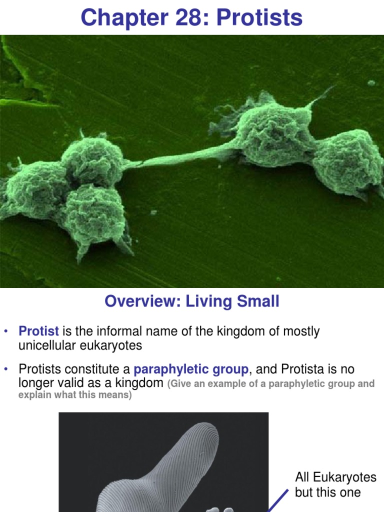 Chapter 28 Protists | Eukaryotes | Biology