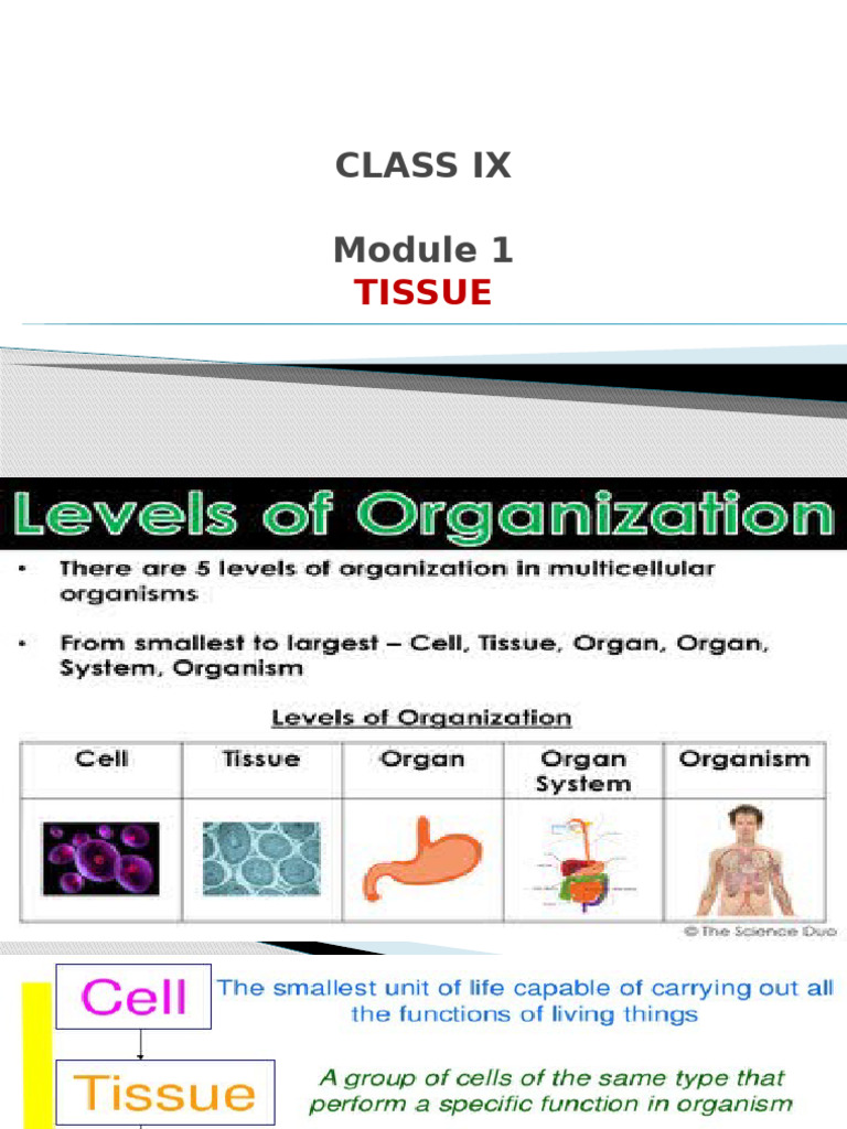 Class 9 Bio TISSUE Module 1 | PDF | Tissue (Biology) | Plant Stem