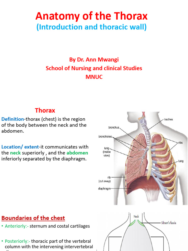 1 Anatomy Of The Thorax Introduction Pdf Thorax Skeletal System