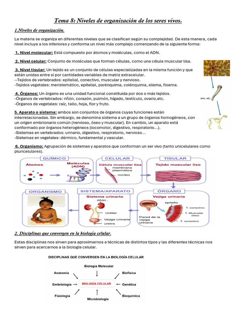Tema 8 Biocel | PDF | Biología Celular) | Microscopio