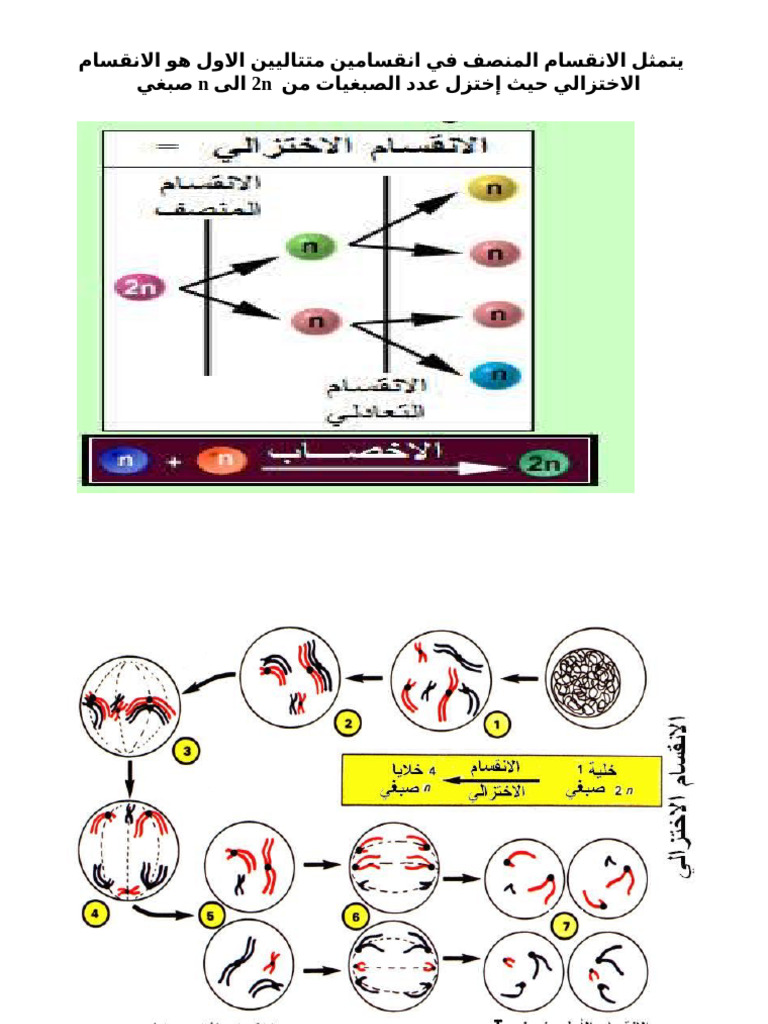Sciences2as - Tandim 3asabi Hormoni | PDF