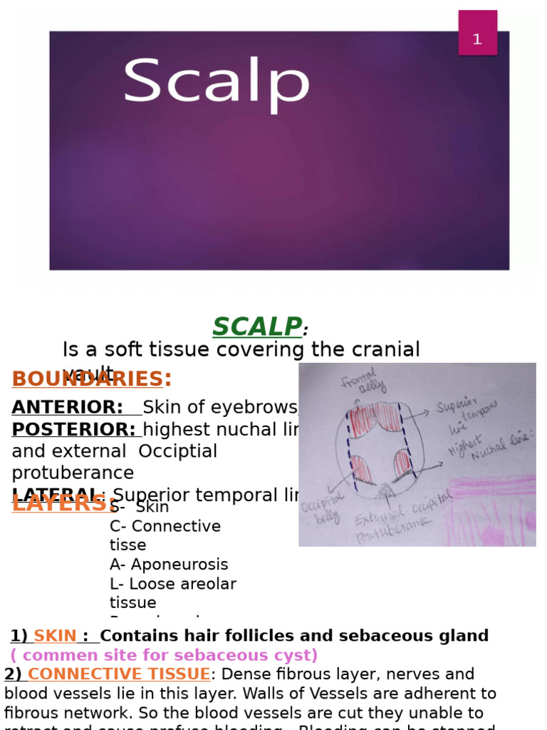 Scalp | PDF