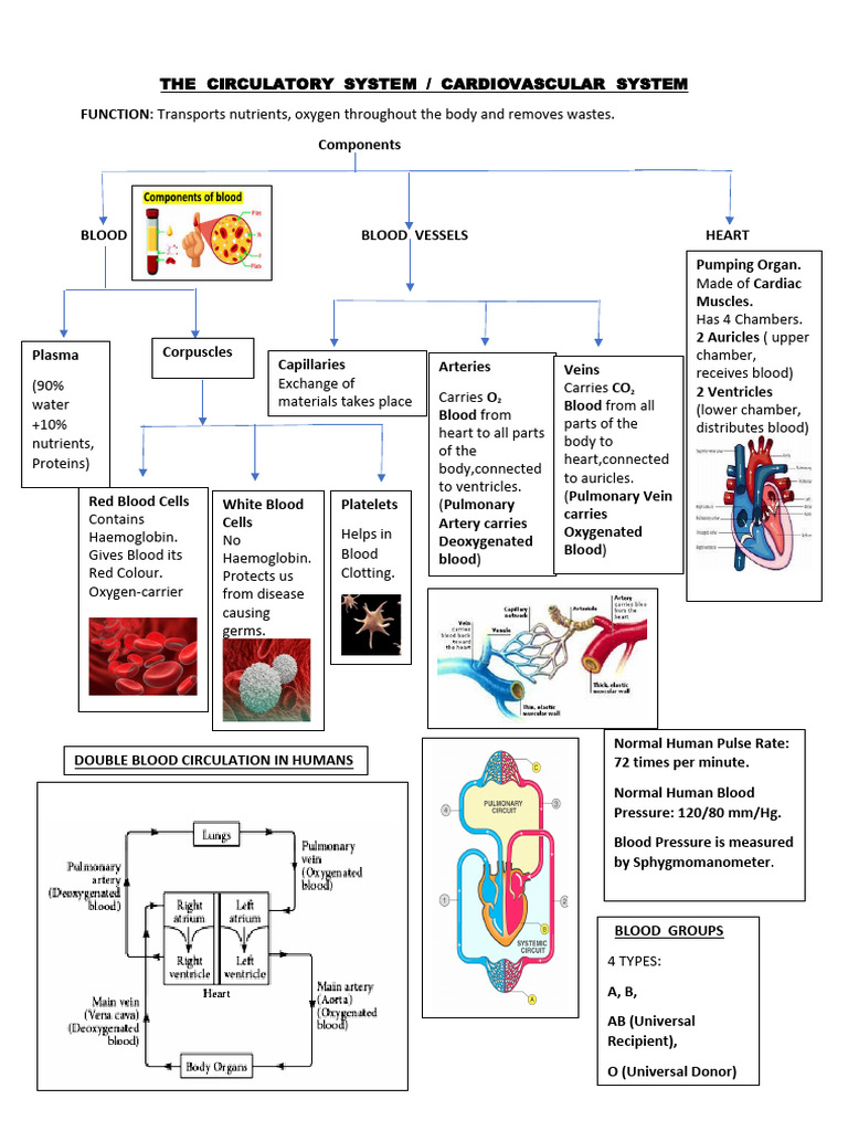 Circulatory System Mindmap | PDF | Blood | Heart