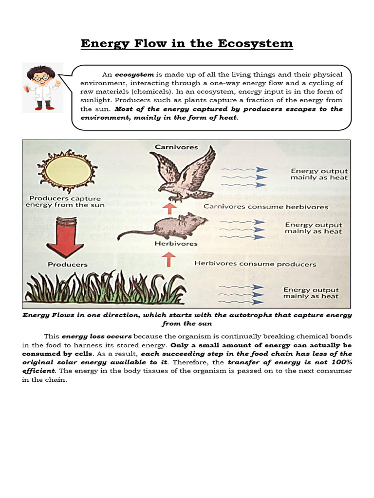 Energy Flow in The Ecosystem | PDF | Food Web | Ecosystem
