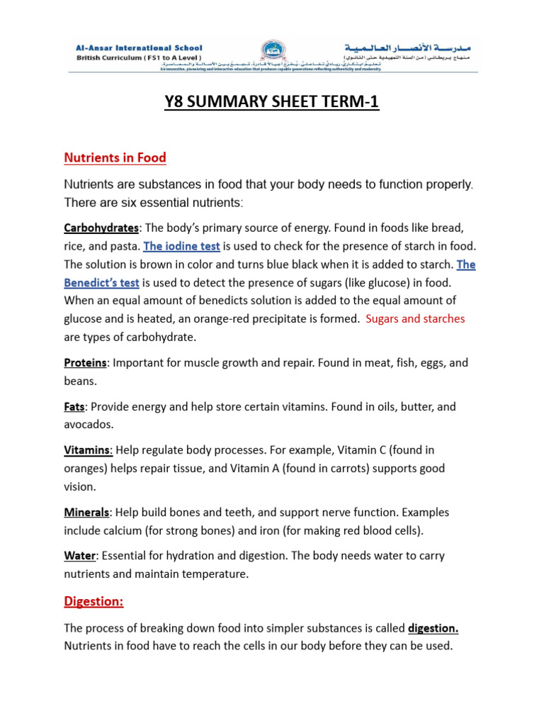 Y8 Revision Summary Term 1 | PDF | Chemical Compounds | Digestion