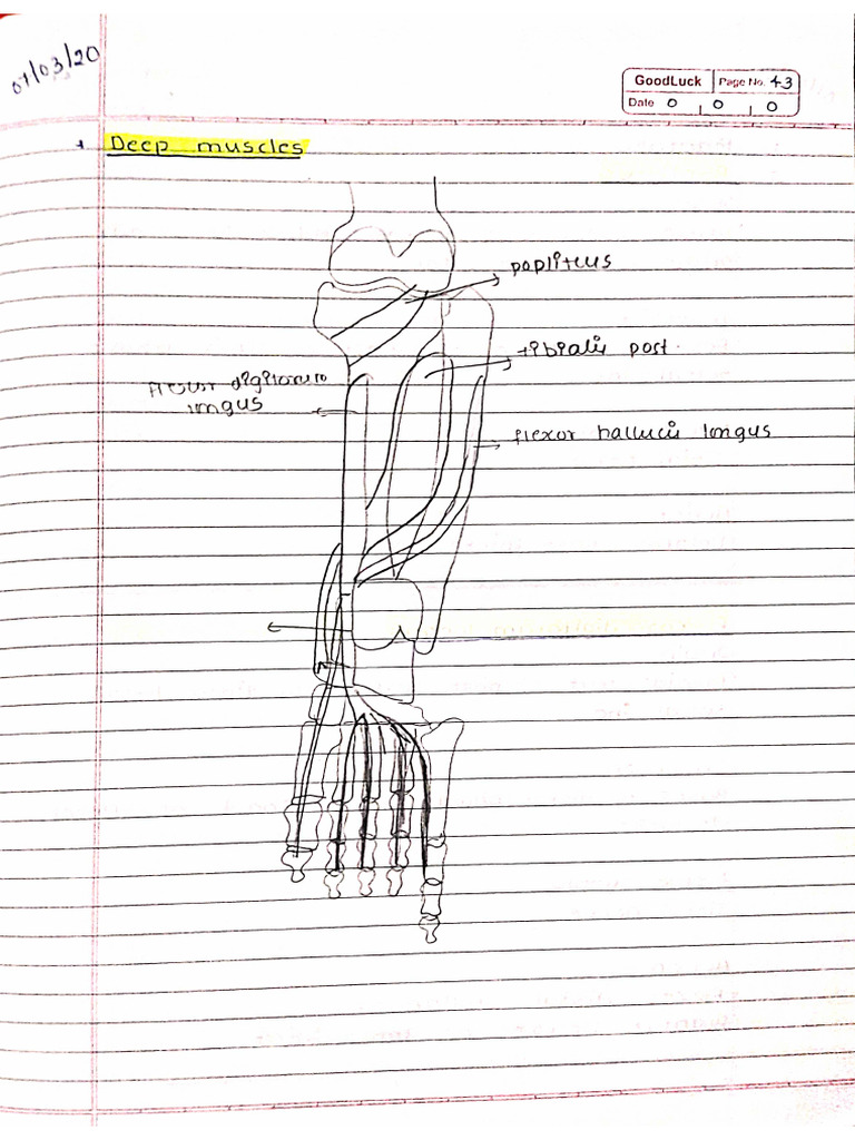 Deep Muscle of Leg Anatomy Notes | PDF