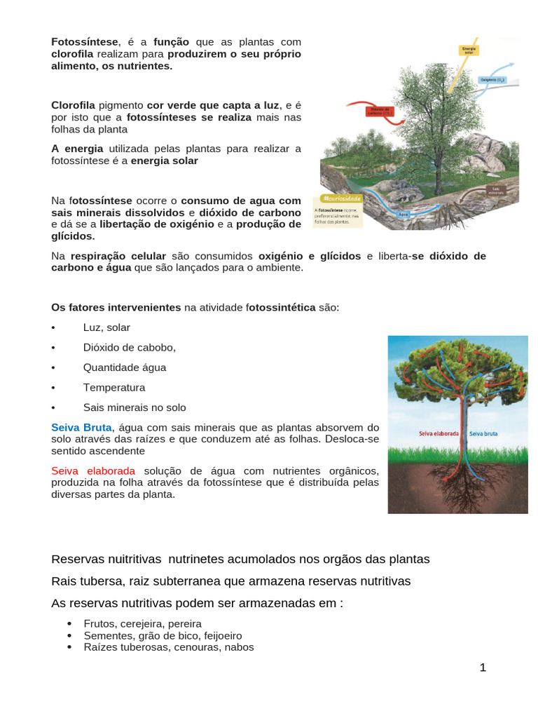 6º Resumo a Fotossintese | PDF