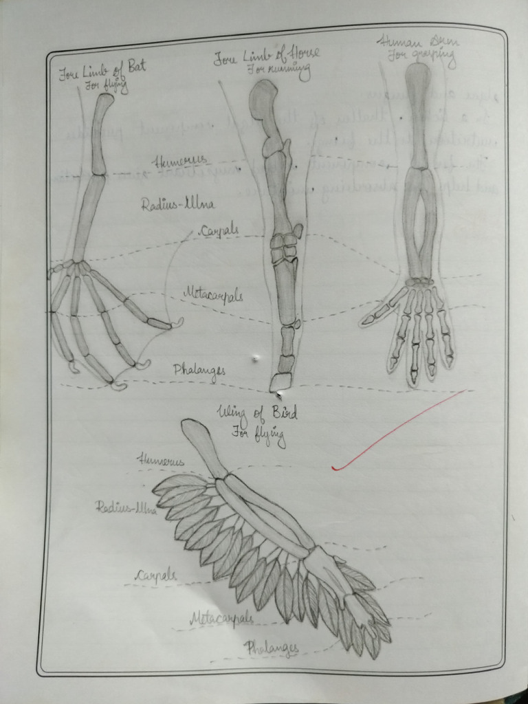 Homologus and Analogus Organs | PDF