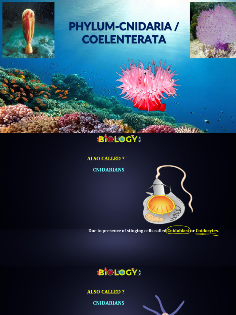 3 Neet Biology Cnidaria and Ctenophora | PDF
