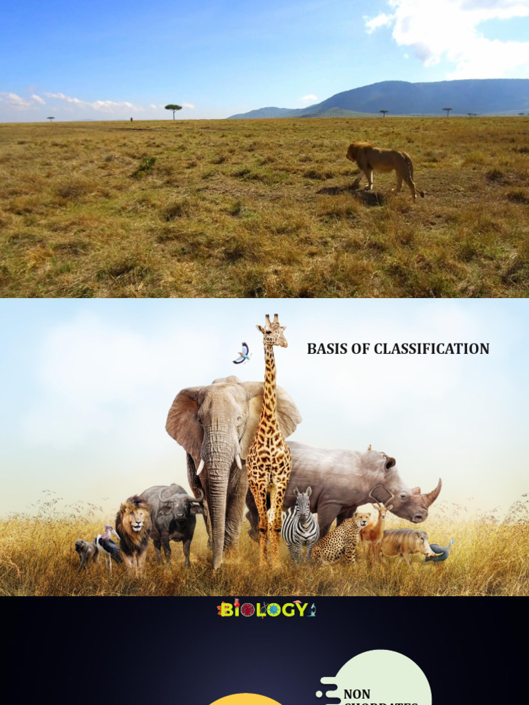 Animal Classification Basics | PDF | Sponge