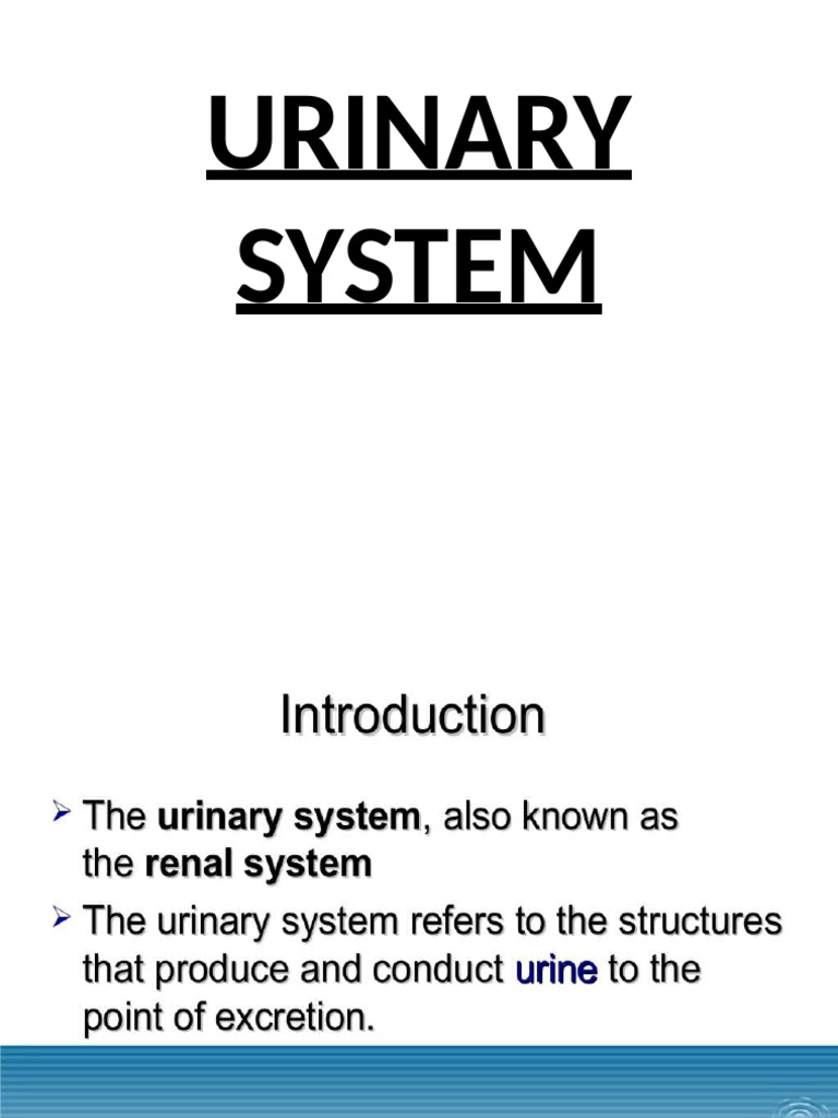 Urinary and Reproductive System | PDF | Urinary System | Kidney