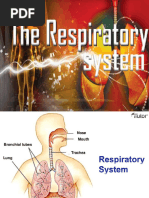 Respiratory System Study Guide | PDF | Exhalation | Respiratory Tract