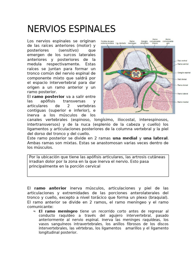 Anatomía de los Nervios Espinales | PDF | Abdomen | La columna vertebral