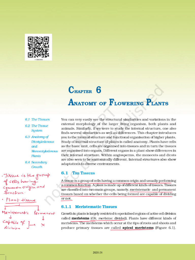 Anatomy of Flowering Plants | PDF