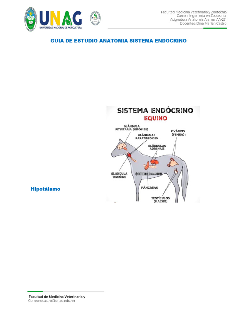 Endocrino | PDF | Glándula pituitaria | Páncreas
