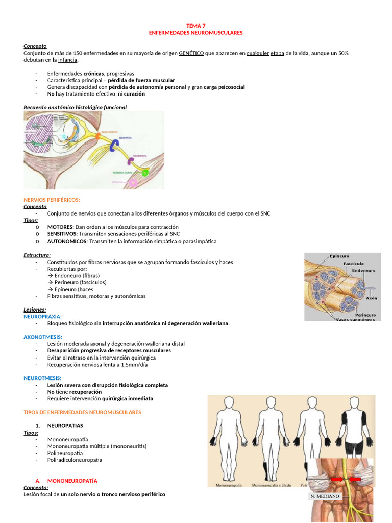 Tema 7-2 | PDF | Unión neuromuscular | Sinapsis