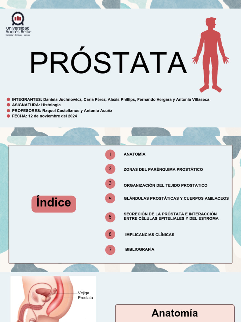 Próstata | PDF | Próstata | Anatomía