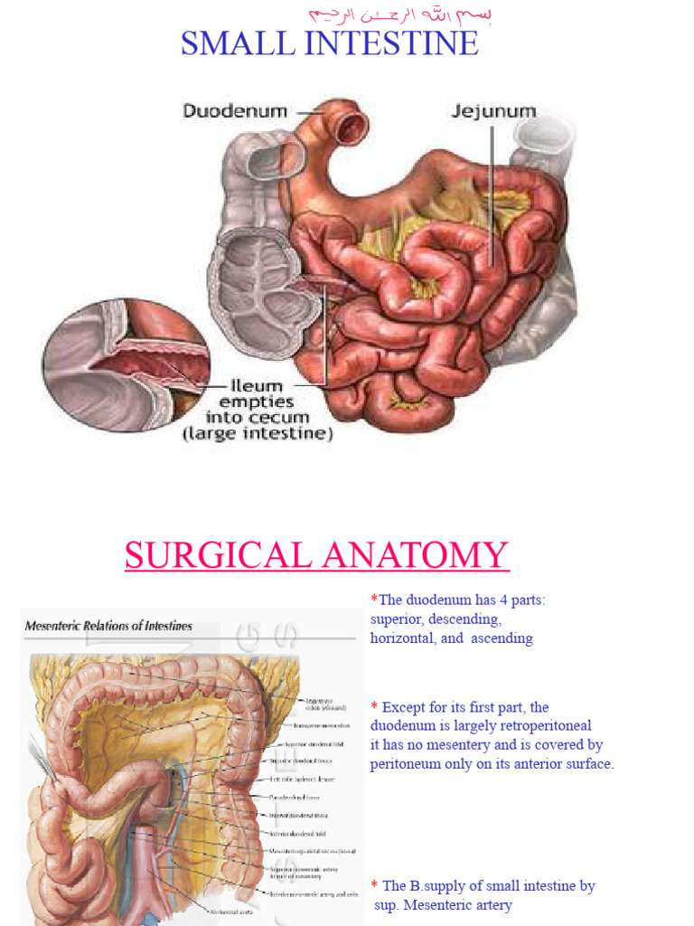 Small Intestine NEW | PDF | Crohn's Disease | Ulcerative Colitis