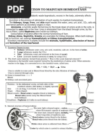 Pig Kidney Dissection | PDF | Kidney | Urinary System