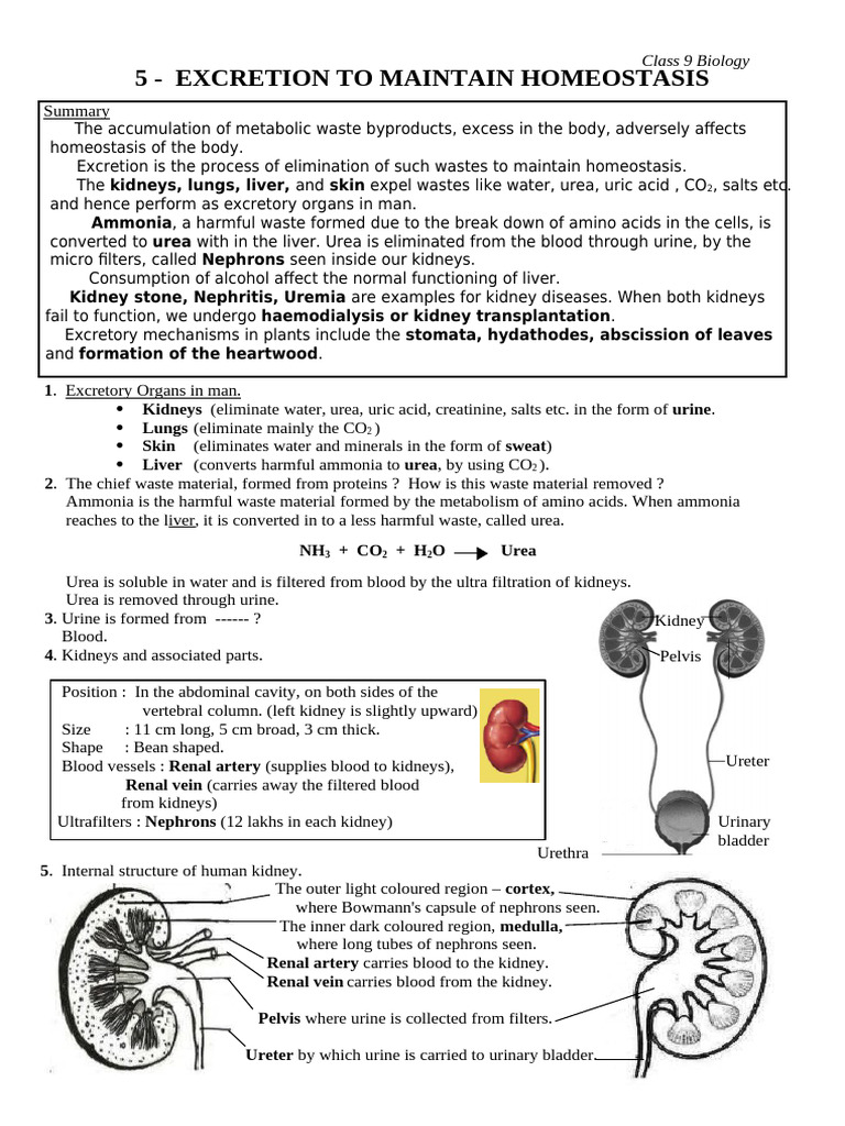Class 9 Biology Chapter 5 (Eng Med) Simplified Notes | PDF | Kidney ...