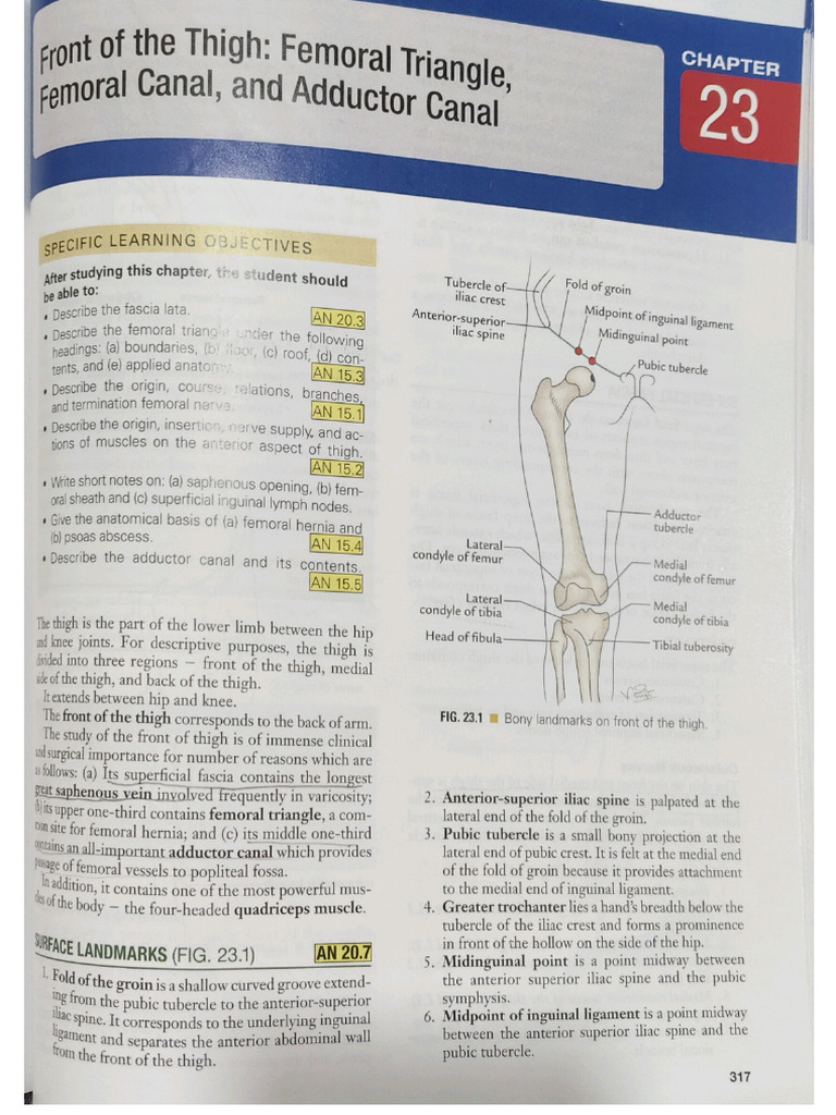 Anatomy | PDF