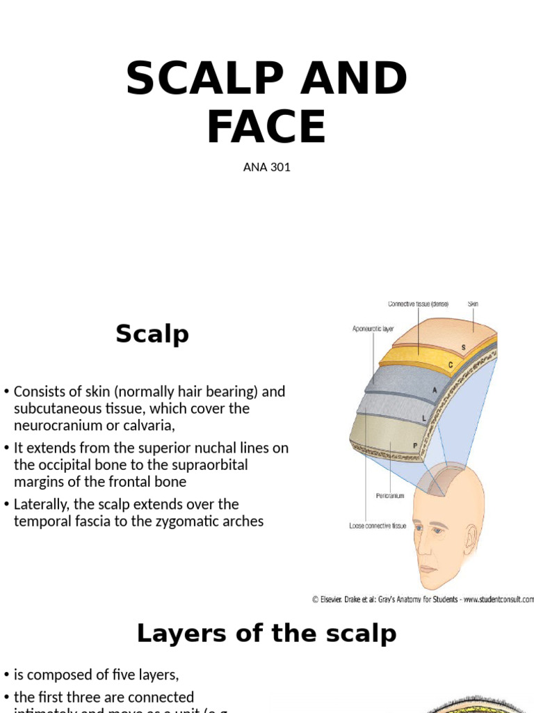 Scalp and Face | PDF | Vein | Human Anatomy