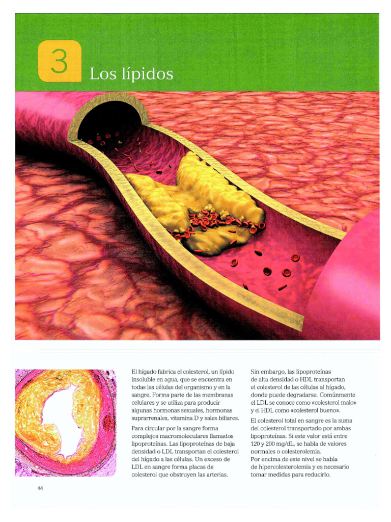 3.- Los lÃ_pidos | PDF
