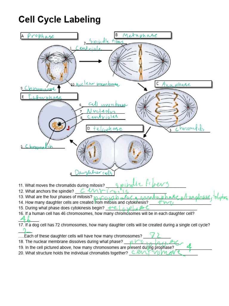 01_Cell Cycle Labeling.docx | PDF