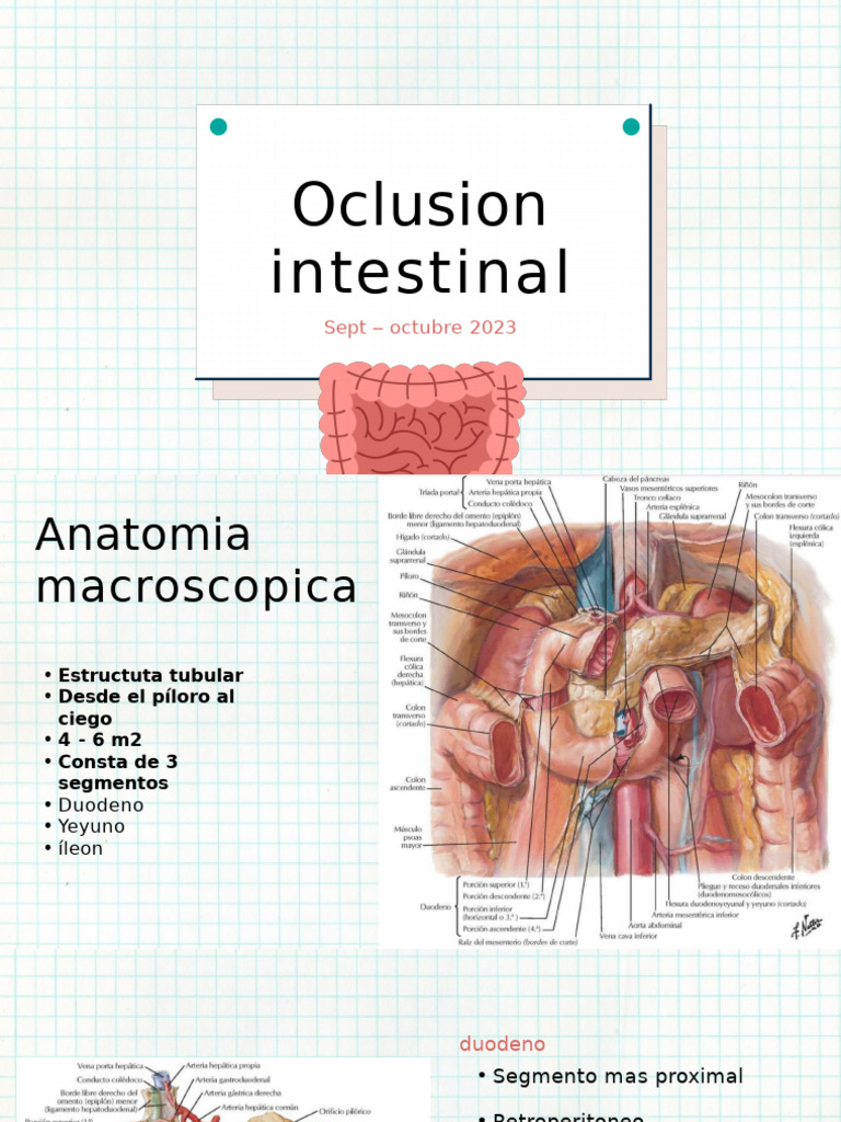 Obstrucción Intestinal: Causas y Síntomas | PDF | Intestino grueso ...