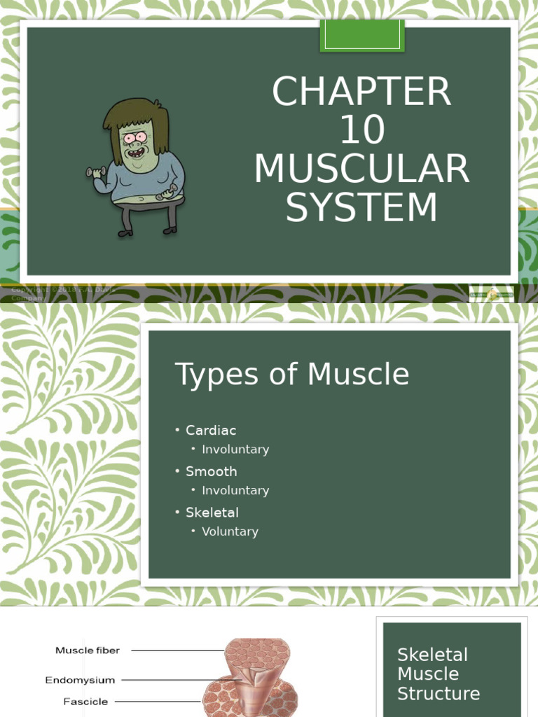 A&P Ch 10 Muscular System | PDF | Muscle Contraction | Soft Tissue