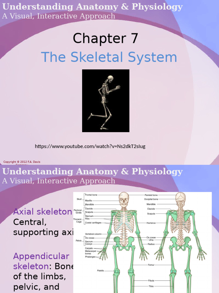 Skeletal System Power Point | PDF | Vertebra | Pelvis