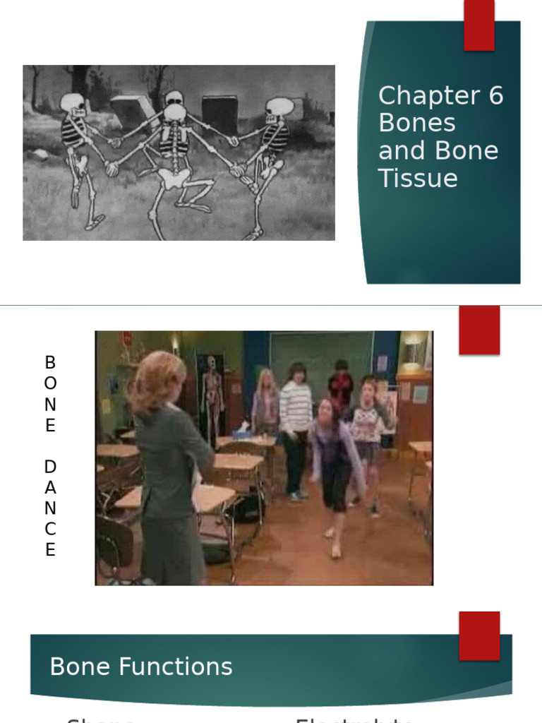 Chapter 7 Bones and Bone Tissue | PDF | Bone | Histology