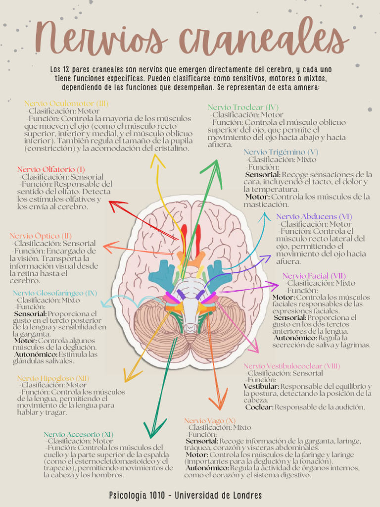 Funciones de los Nervios Craneales | PDF | Ojo | Percepción visual