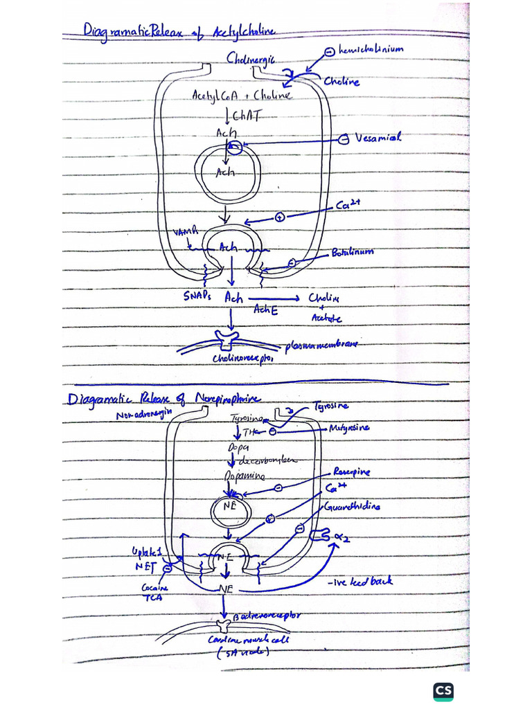 Assignment ANS | PDF