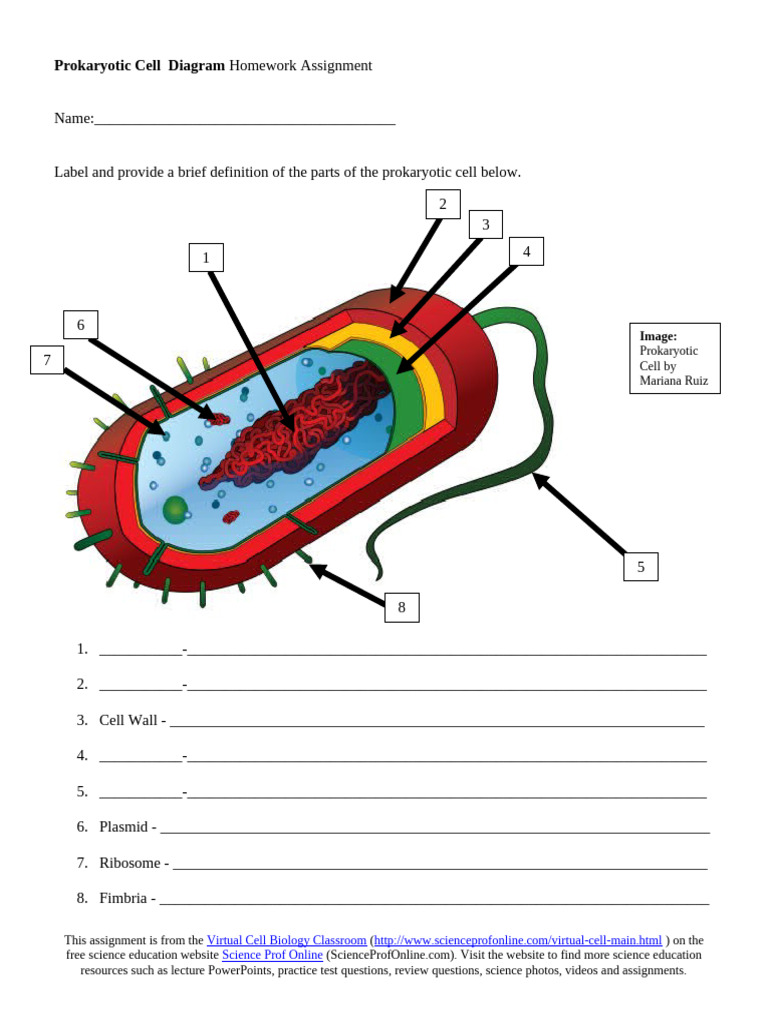 Prokaryotic Cell Diagram Assignment | PDF