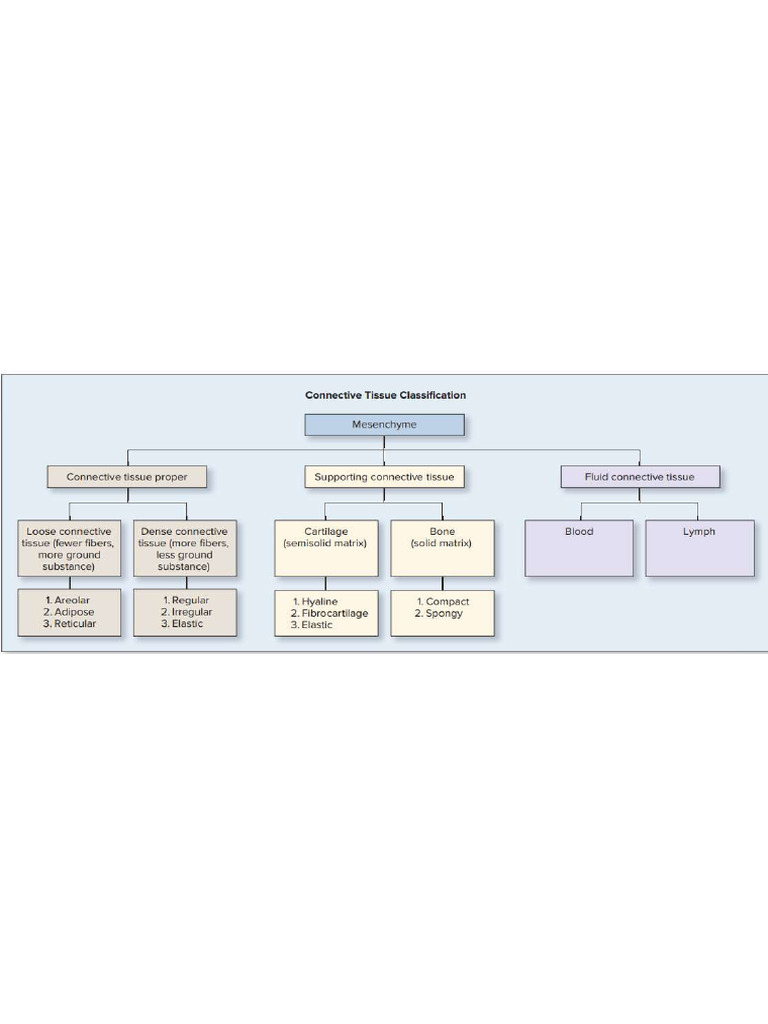 Connective Tissue | PDF