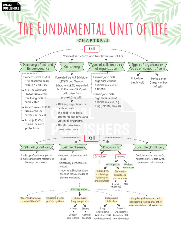 Cell Structure and Function Basics | PDF | Cell (Biology) | Endoplasmic ...