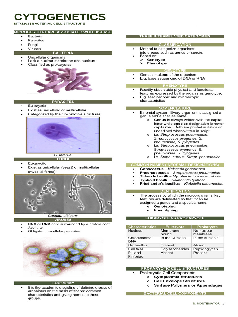 Cyto Bacterial Cell Structure | PDF | Cell (Biology) | Bacteria