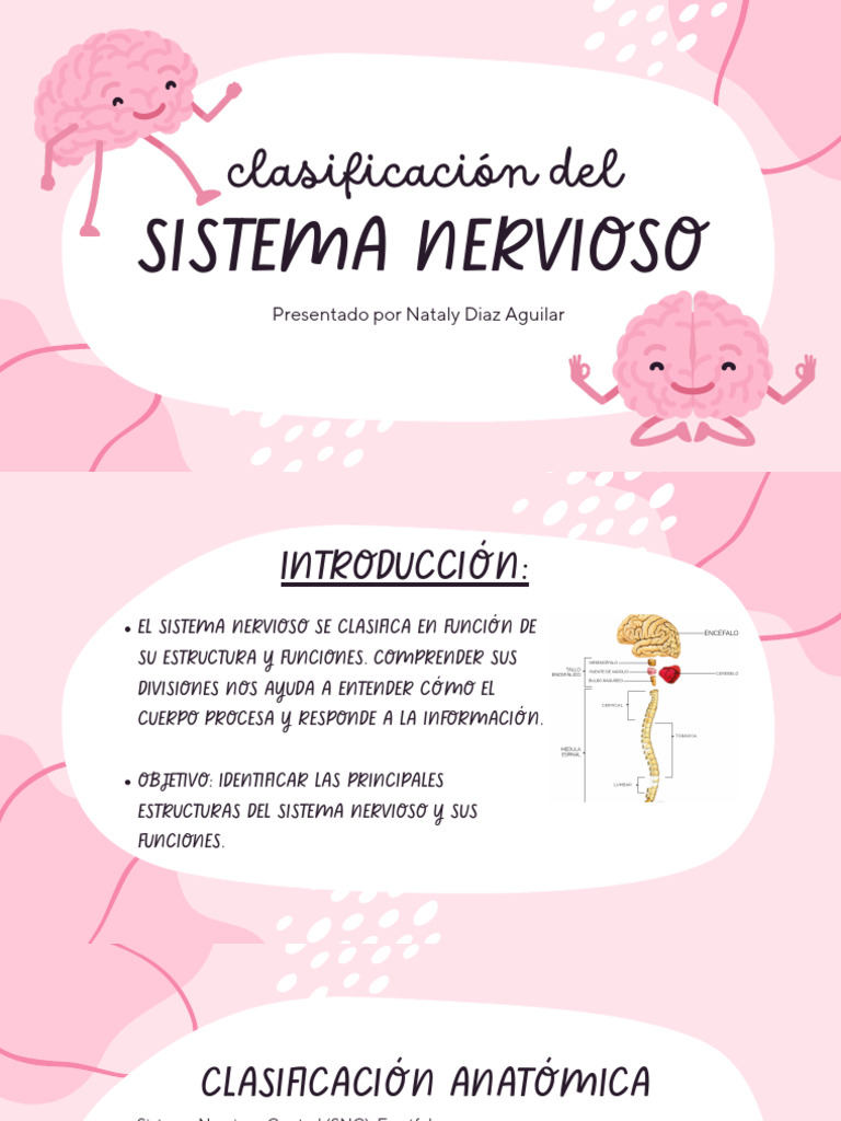 Clasificación Del Sistema Nervioso | PDF | Sistema nervioso central | Cerebro