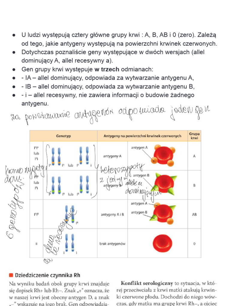 Dziedziczenie Grup Krwi u Człowieka Klasa 8 | PDF
