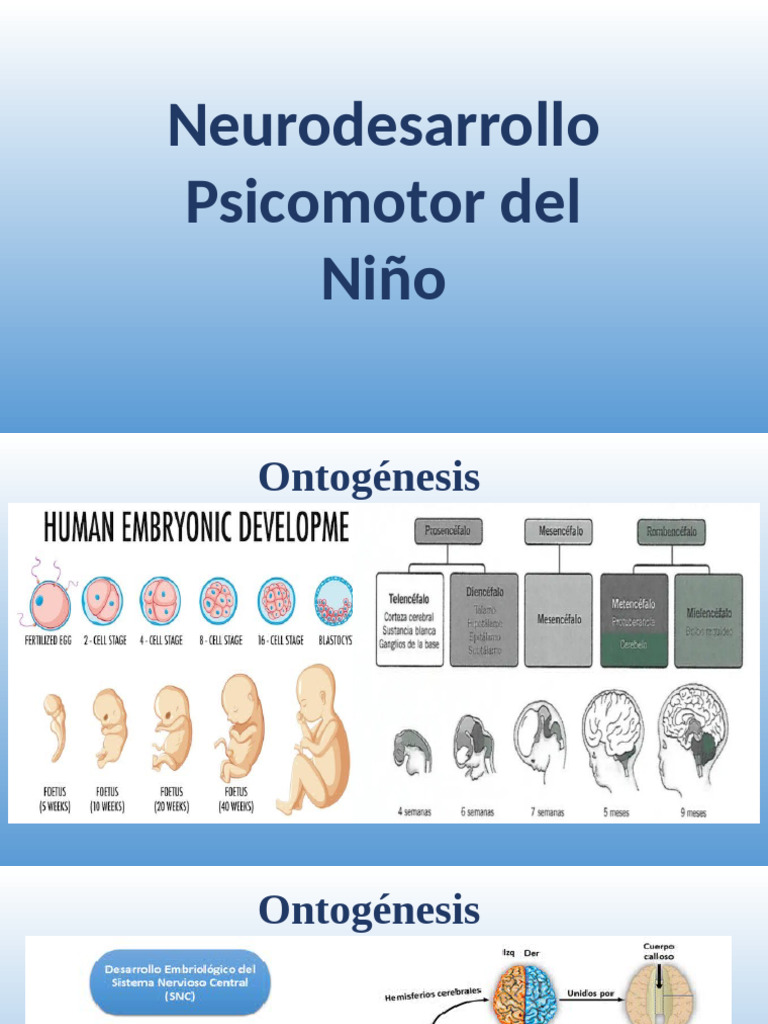 Neurodesarrollo del niño | PDF | Cerebelo | Neurociencia