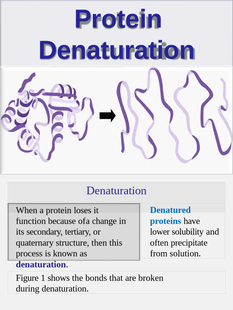 Lec 5c. Protein Denaturation (1) | PDF | Proteolysis | Proteins