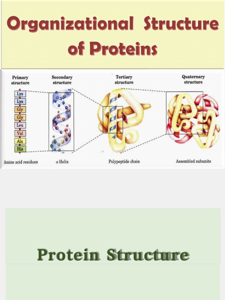 Lec 5b. Organizational Structure of Proteins (1) | PDF | Protein ...