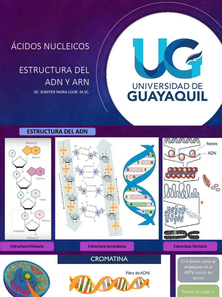 Ácidos Nucleicos (Estructura ADN Y ARN) 2 | PDF