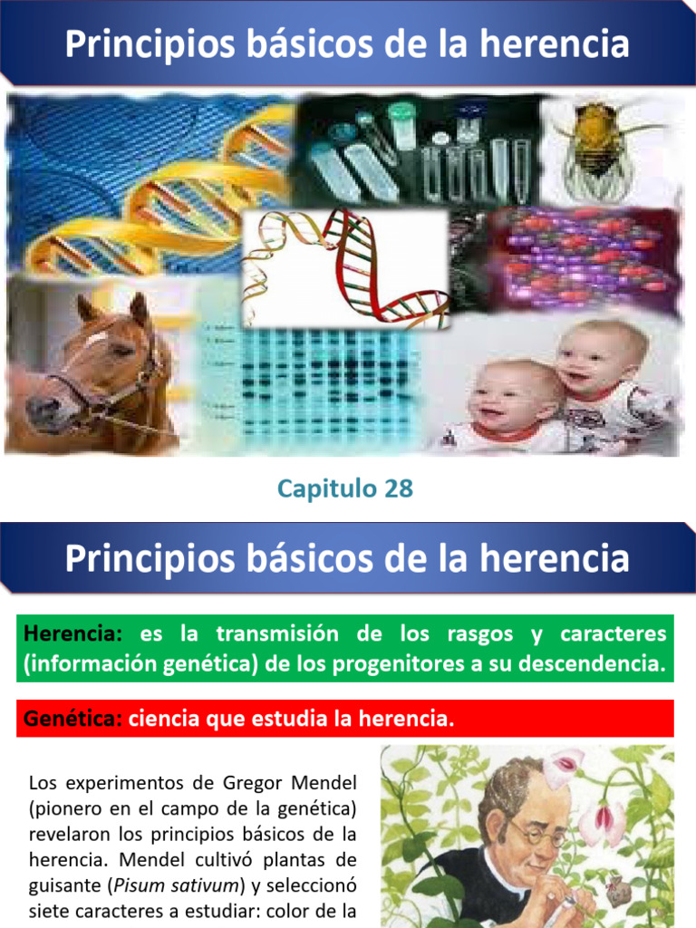 28. Los principios basicos de la herencia | PDF | Dominancia (Genética) | Alelo