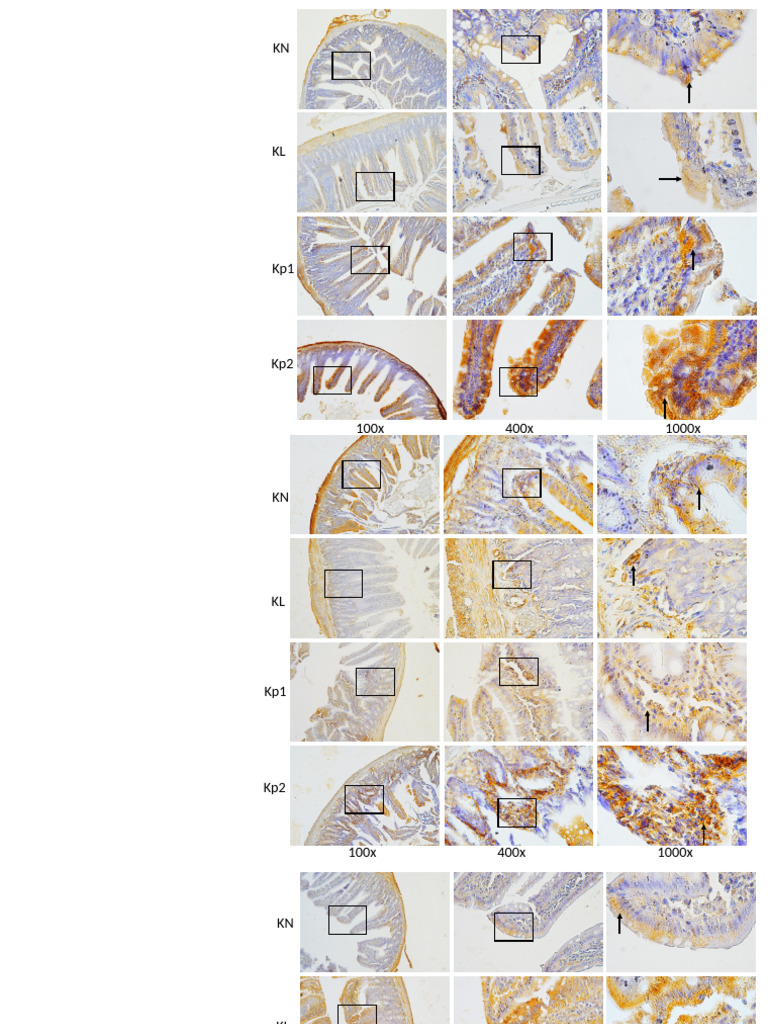Gambar Mas Ali | PDF
