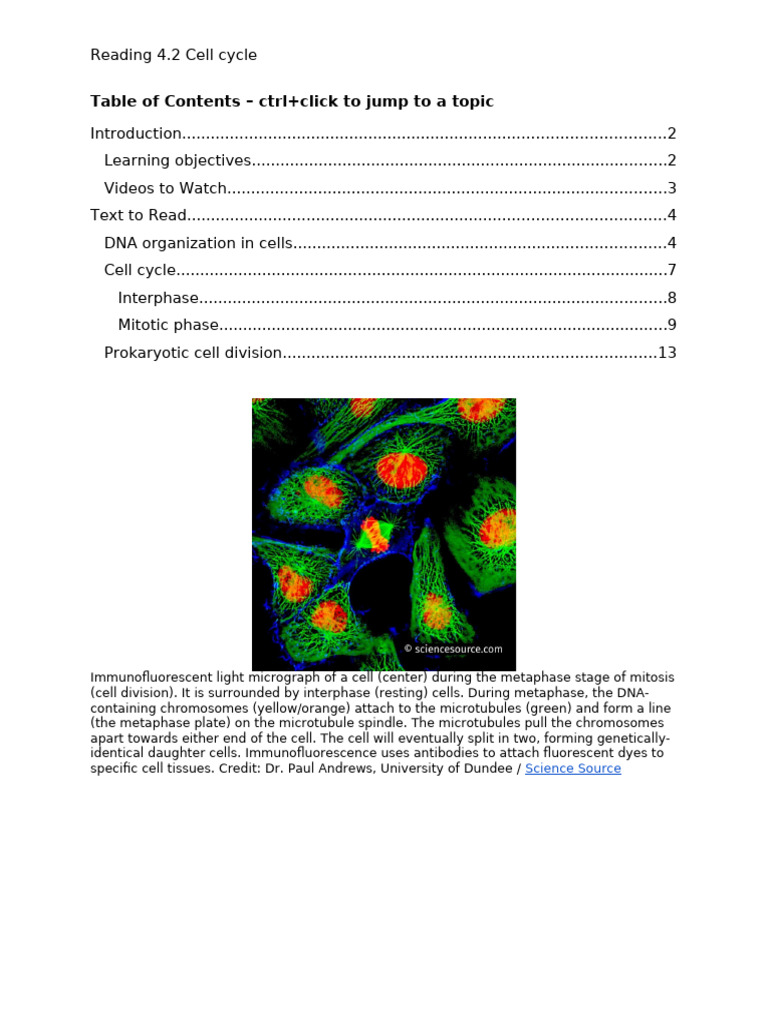 reading 4.2 cell cycle | PDF | Mitosis | Chromosome