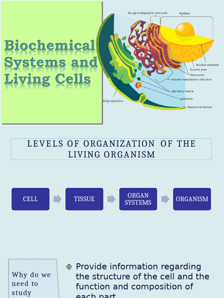Lec 4a. BIOCHEMICAL SYSTEMS AND THE LIVING CELL | PDF | Endoplasmic Reticulum | Chloroplast