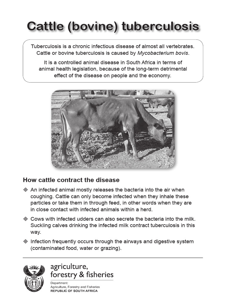 Cattle(bovine)TB | PDF | Tuberculosis | Cattle